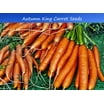 Vegetable Seeds-Little Fingers Carrot- 100 Seeds- Extra Sweet - Baby ...