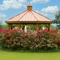 National Plant Network 1 gal. 2-N-1 Freedom Rose with Pink and Red ...