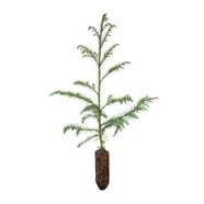 Incense Cedar | Medium Tree Seedling | The Jonsteen Company - Walmart.com