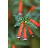 10 Red CIGAR PLANT Mexican Firecracker Cuphea Ignea Hummingbird Flower ...