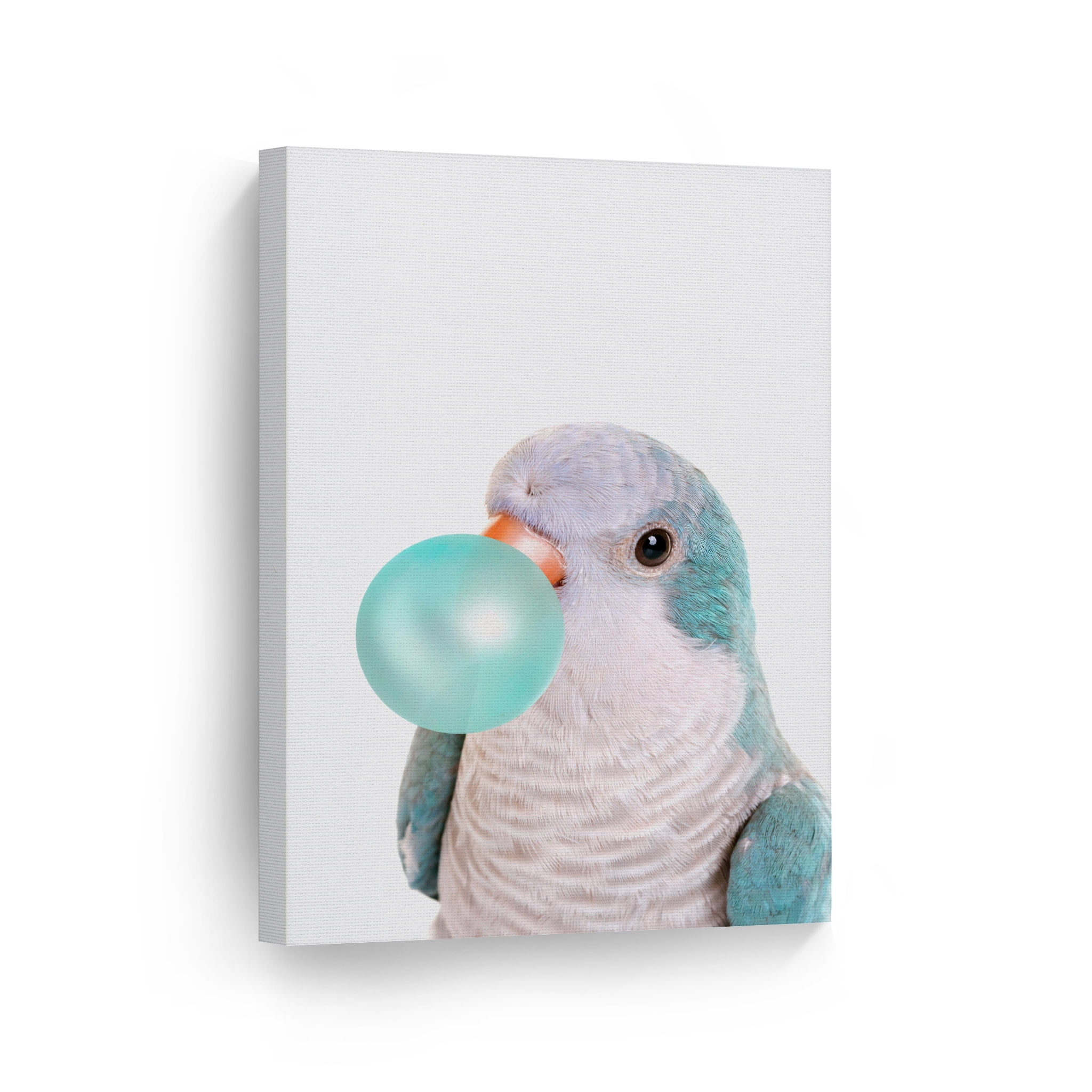Quaker Parrot Wallpaper