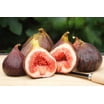 10 Edible Fig Tree Seeds - Easy to Grow Ficus carica with Real Plant ...