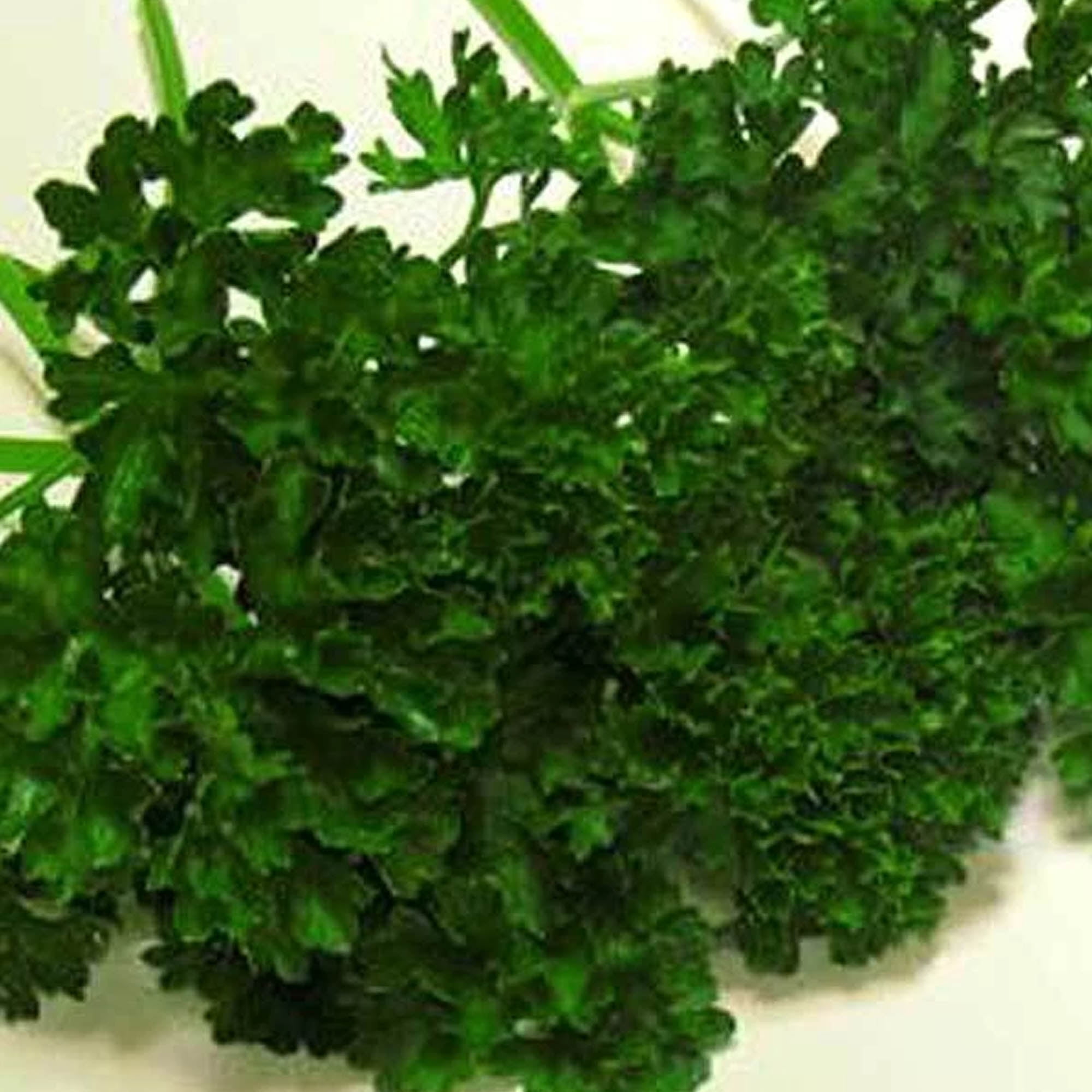 Organic Evergreen Parsley Seed - 1 g ~375 Seeds - Non-GMO, Organic ...