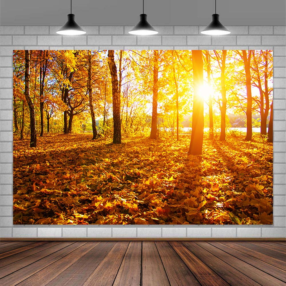 Fall Forest Backdrops, Autumn Scenery Deciduous Background for ...
