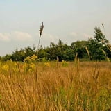 Tall Native Prairie Drought Tolerant Grass Seed Mix For Xeriscape ...