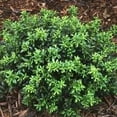 Soft Touch Holly 1 Extra Large 3 Gallon Plant Ilex crenata 'Soft Touch ...