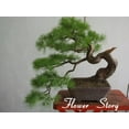 . Japanese Black Pine 20 seeds Pinus thunbergii Bonsai Ornamental ...