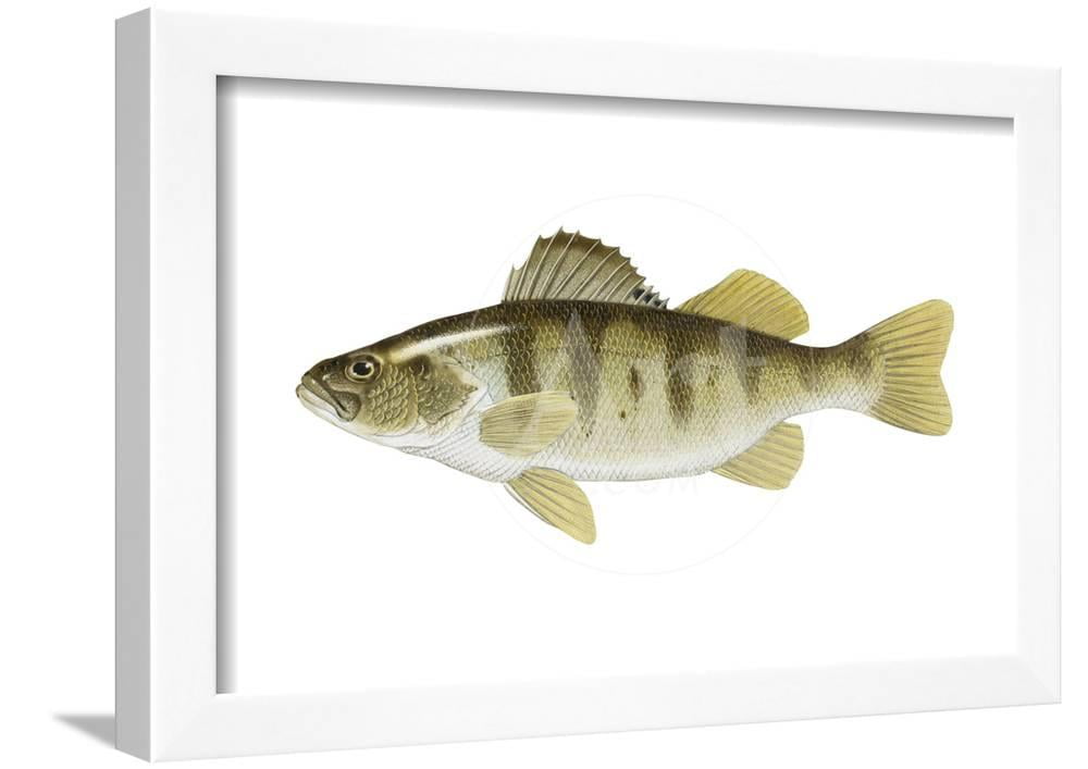 Yellow Perch Perca Flavescens, Fishes, Framed Art Print Wall Art by ...