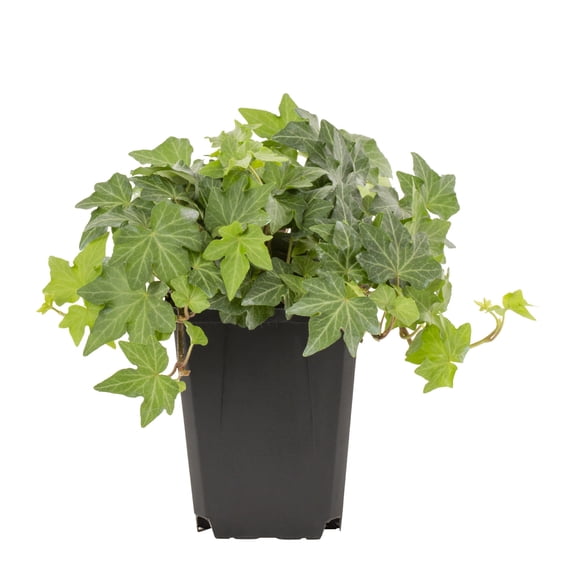 Expert Gardener 1.5gal Green Boston Fern Live Plant for Hanging Baskets ...