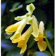 Yellow Bleeding Heart - Corydalis lutea - 20 Seeds - Walmart.com