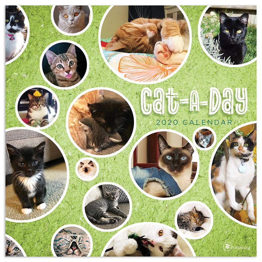 2020 Cat-A-Day Wall Calendar - Walmart.com