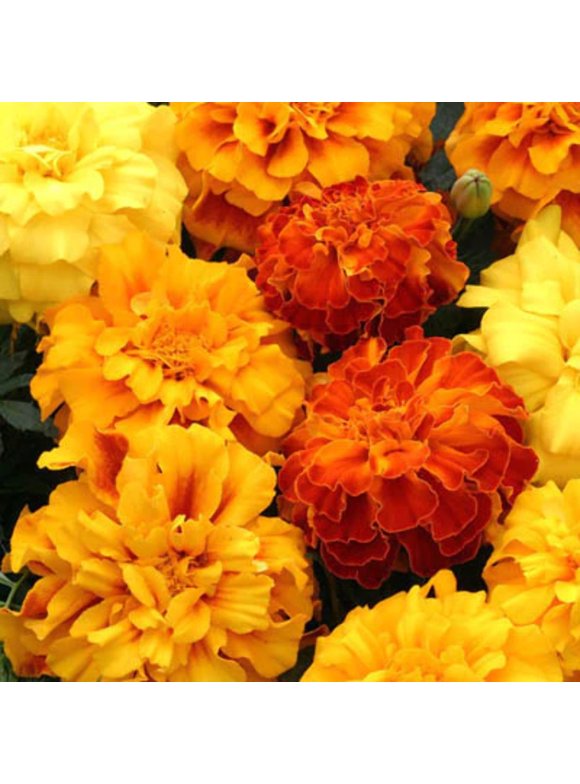 Marigold Flower Seeds in Seed Gardening - Walmart.com