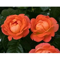 Orange Glow™ Knock Out® Rose - Walmart.com