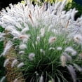Set 3 Fountain Grass Plants Live Clumps For Planting Your Garden, 4-8 ...