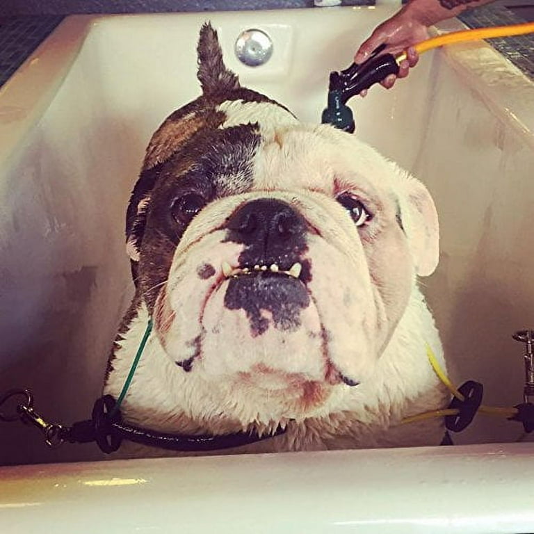 South Bark Blueberry Facial Shampoo