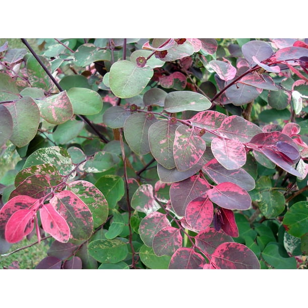 Hawaiian Snow Bush - Breynia disticha 'Roseopicta' -Great House Plant ...