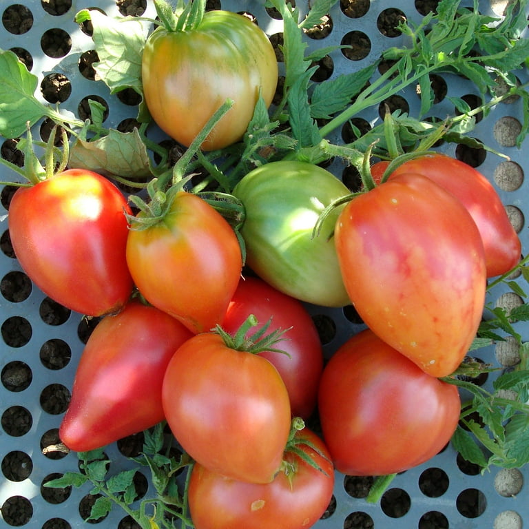 Striped Tomatoes