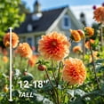 Garden State Bulb Go-Go Peach Dahlia Flower Bulbs, Bare Roots, Spring ...