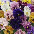 Eden Brothers Pansy Seeds - Rococo Mix - Walmart.com