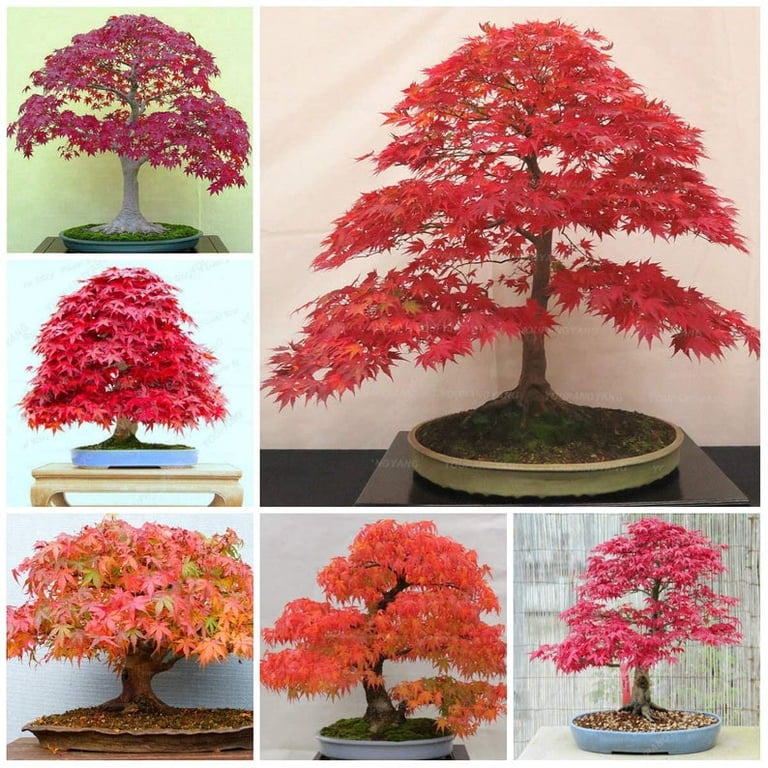 Red Acer