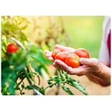 Jobe's Tomato Fertilizer Spikes, 18 Spikes - Walmart.com