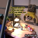 Intersell Ventures -Snax The Sloth - The Mimicking Slow Talking Sloth ...