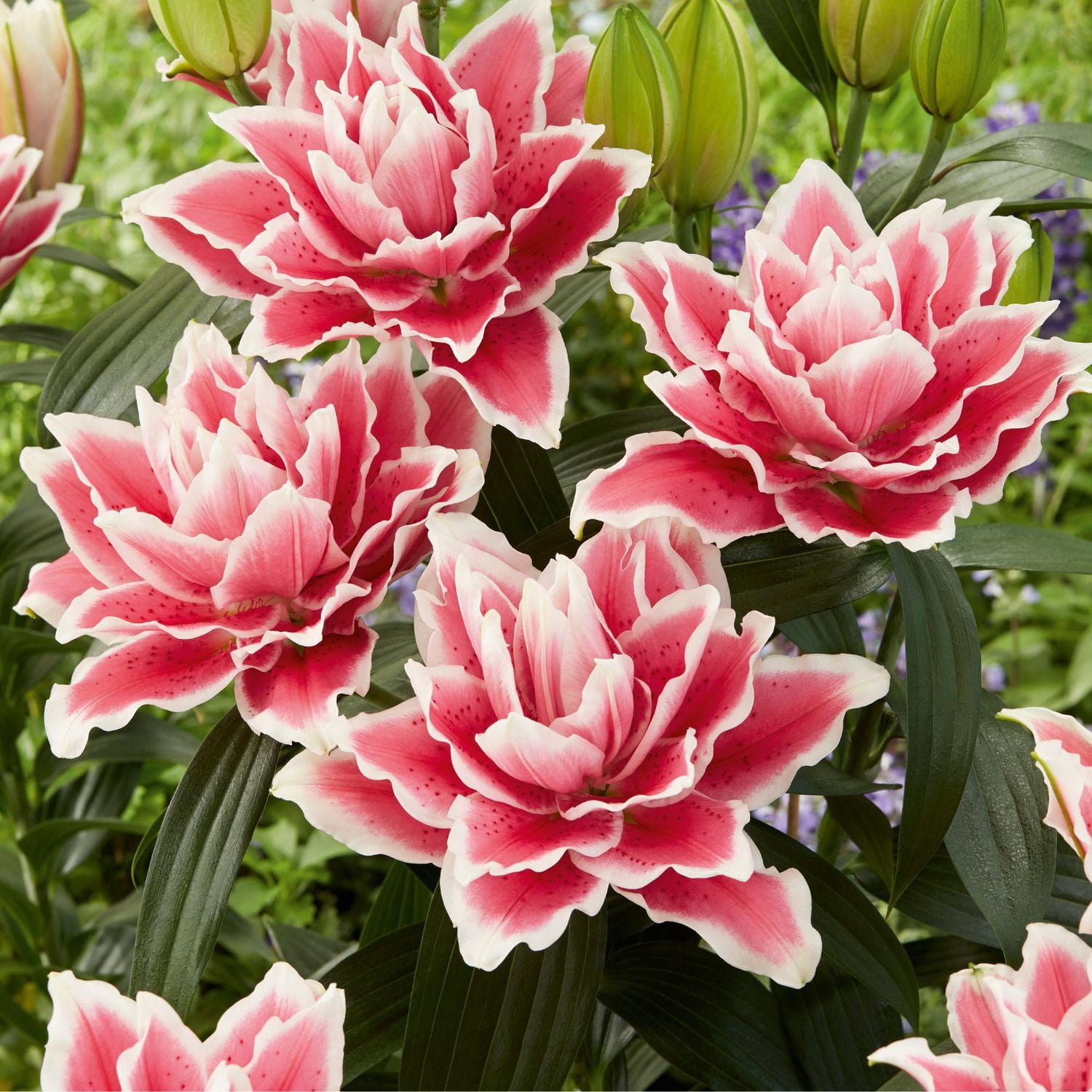 TASC Flower Bulbs Lilium Oriental Hybrid Double Roselily Samantha (3 ...