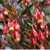 Fuschia Gum Tree Seeds for Planting (10 Seeds) - Eucalyptus forrestiana ...