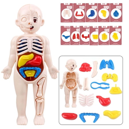 Detachable Human Torso Body 3D Puzzle DIY Toys Assembly for Children ...