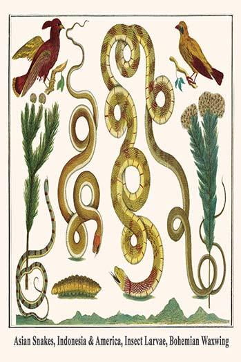 Asian Snakes, Indonesia & America, Insect Larvae, Bohemian Waxwing-Fine ...