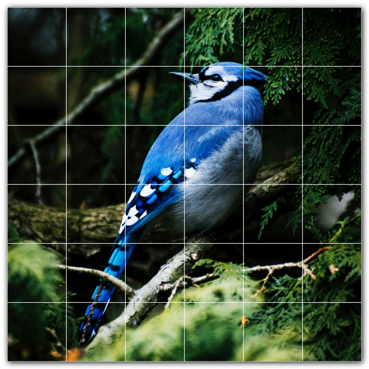 Picture-Tiles.com: Bird Ceramic Tile Wall Mural WAL500164-66XL. 72"W x ...
