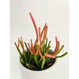 Firestick Pencil Cactus Euphorbia Tirucalli Succulent - Walmart.com