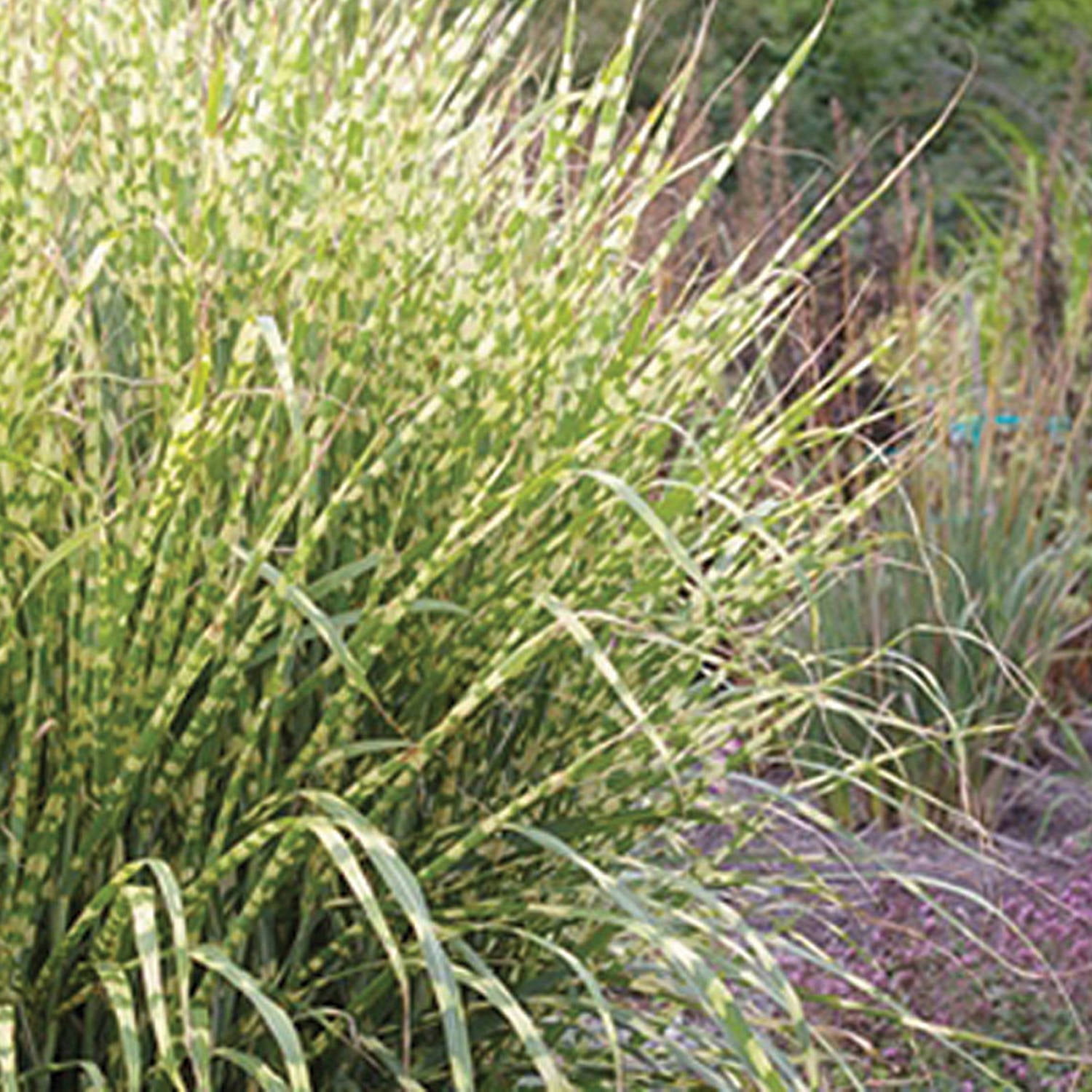 Gold Breeze Miscanthus (2.5 Quart) Variegated Ornamental Grass with ...