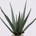 Mainstays 17.5"H Artificial Indoor Medium Agave Plant in Plastic ...
