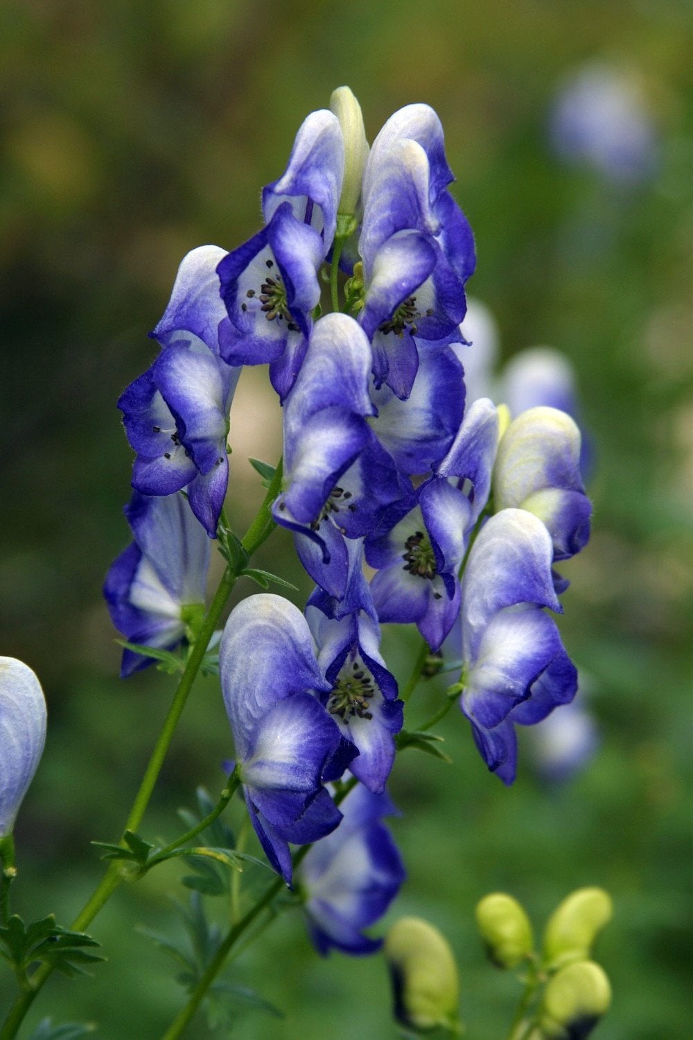 Bicolor English Monkshood - Aconitum - Shade - AGM WINNER - 4" Pot ...