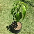 Edgar Mango TREE GRAFTED (2-4 Feet Tall). Ship to all states - Walmart.com