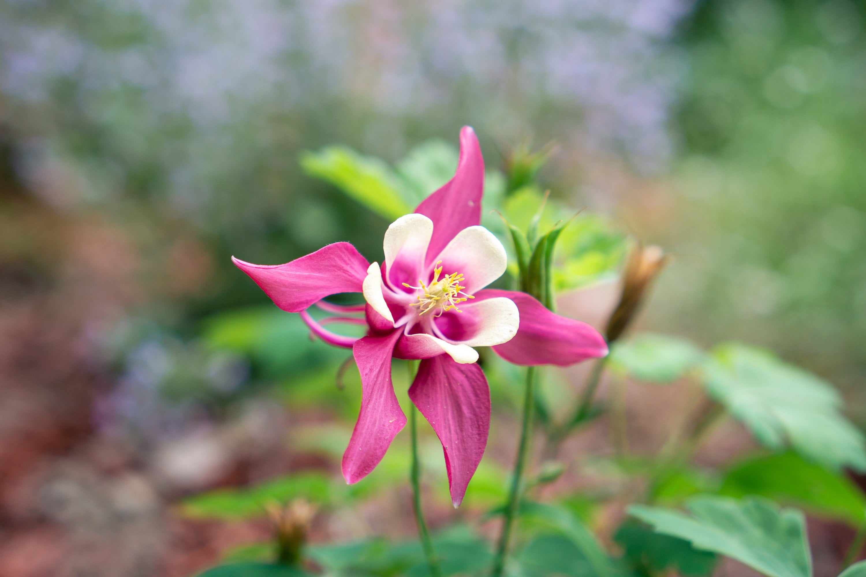 Pink Columbine Flower