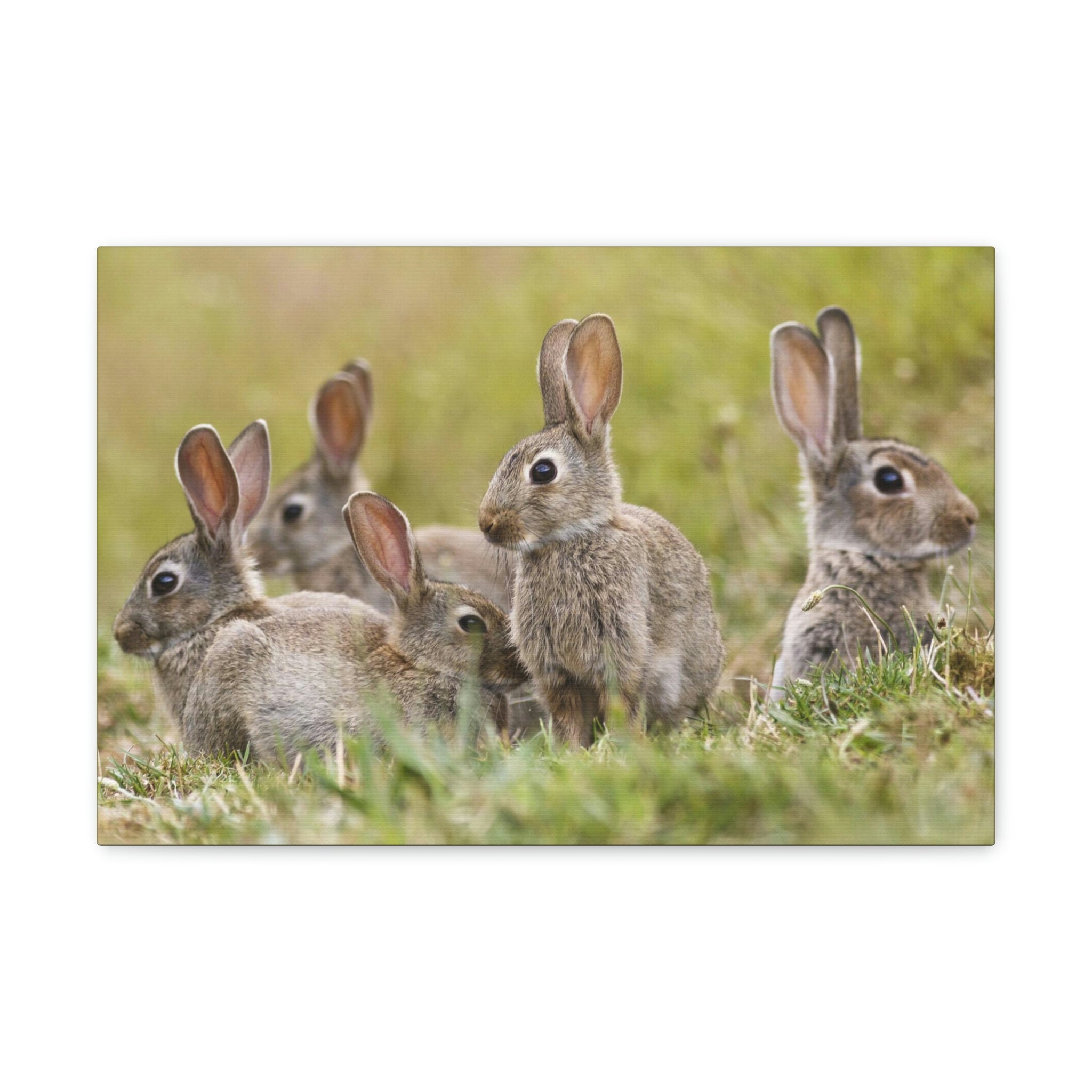 Rabbit Group Rabbit Troop Print Animal Wall Art Wildlife Canvas Prints ...