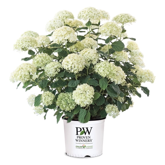 Proven Winners ColorChoice Puffer Fish Hydrangea Live Shrub (5 Gallon ...