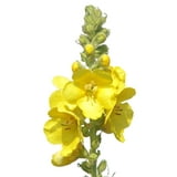 Earthcare Seeds, Great Mullein Seeds 150 Ct, Verbascum Thapsus ...