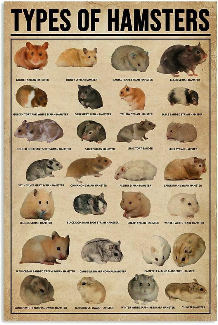 Types of Hamsters Metal Tin Sign knowledge Graph Fun World Education ...