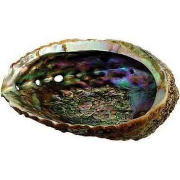 Triton Decorative Shell 10-11" Large Decorative Seashell - Walmart.com