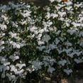 Lobelia Seeds - Lobelia Erinus White Lady Ground Cover Seed - 10000 ...