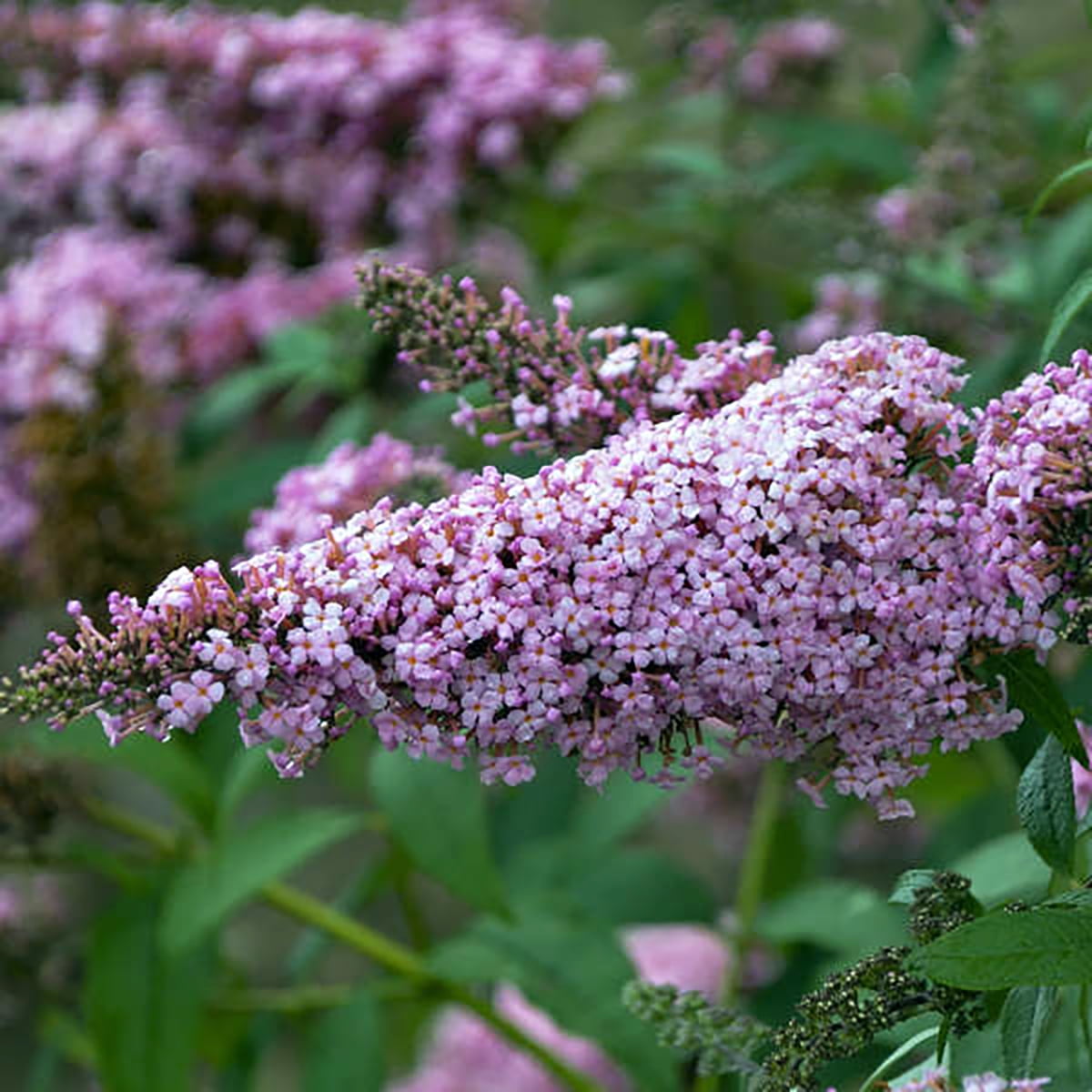MONARCH® Collection Princess Pink Butterfly Bush - Buddleia - Gallon ...