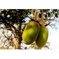 10 Baobab Seeds Adansonia digitata Tree of Life Rare Monkey Bread ...