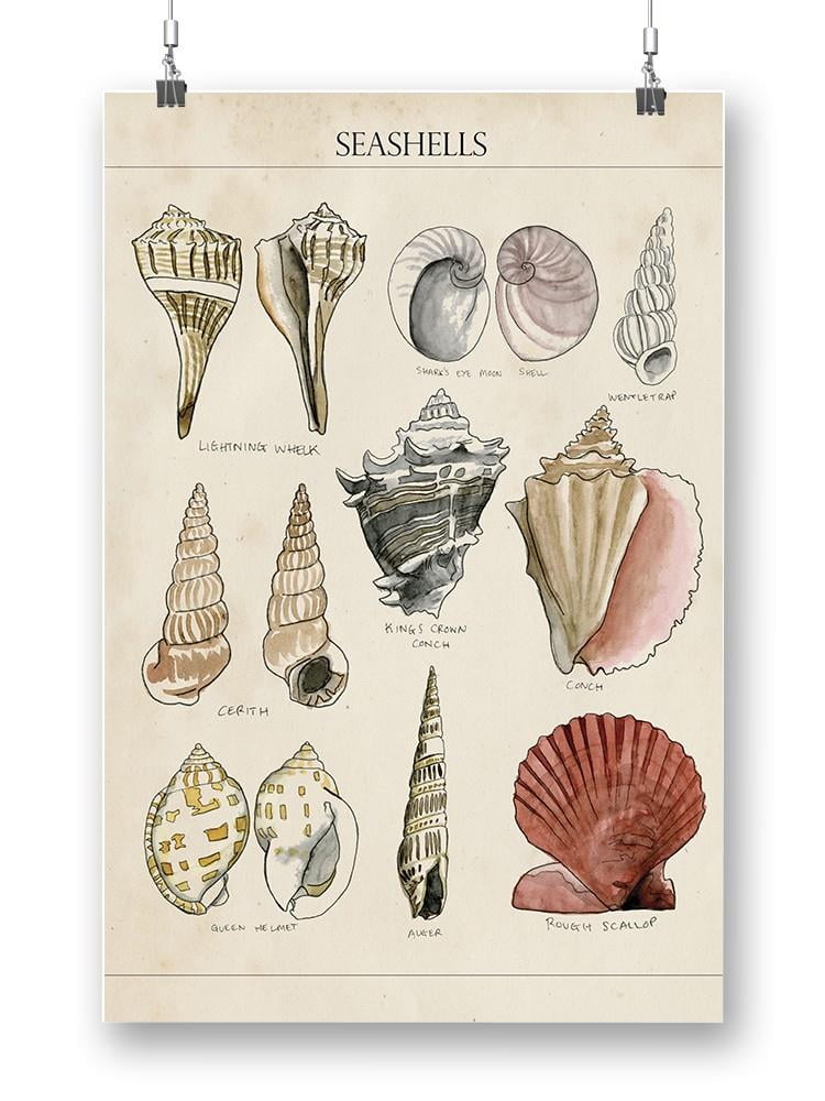 Seashell Sketch Ii Poster - Naomi McCavitt Designs, - Walmart.com