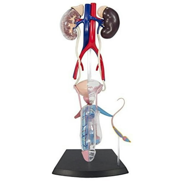 4D Human Male Reproductive Anatomy Model - Walmart.com - Walmart.com