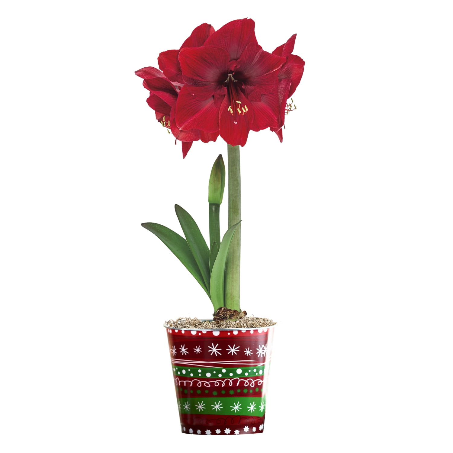 Miracle Red Flowering Amaryllis Bulb Holiday Gift Kit, Planted in a ...