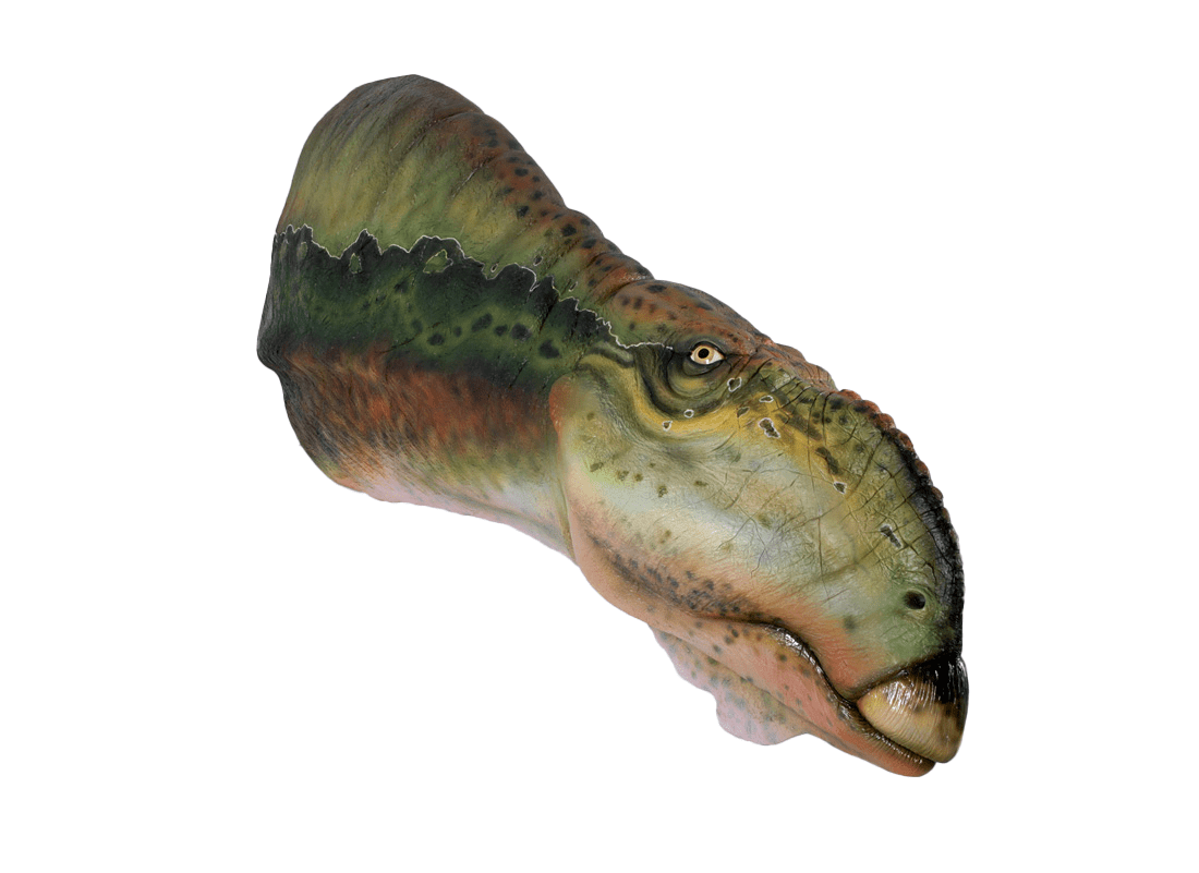 Muttaburrasaurus Dinosaur Head Life Size Statue - Walmart.com