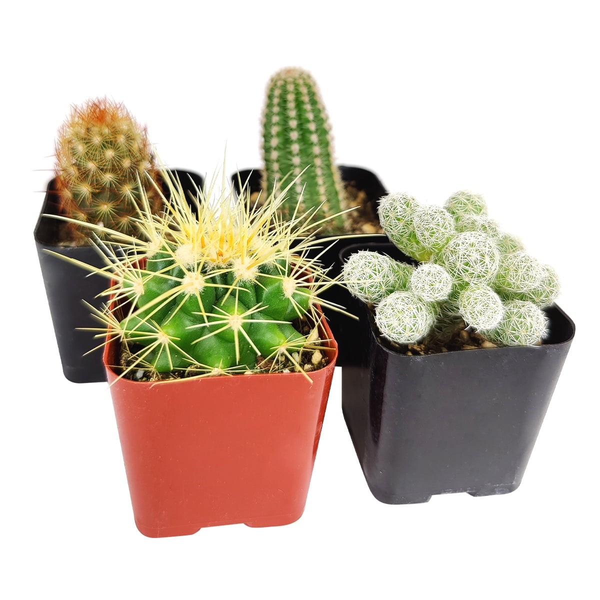Live Cactus Assorted Pack, Cactus Gift Decoration - 4 Succulents ...